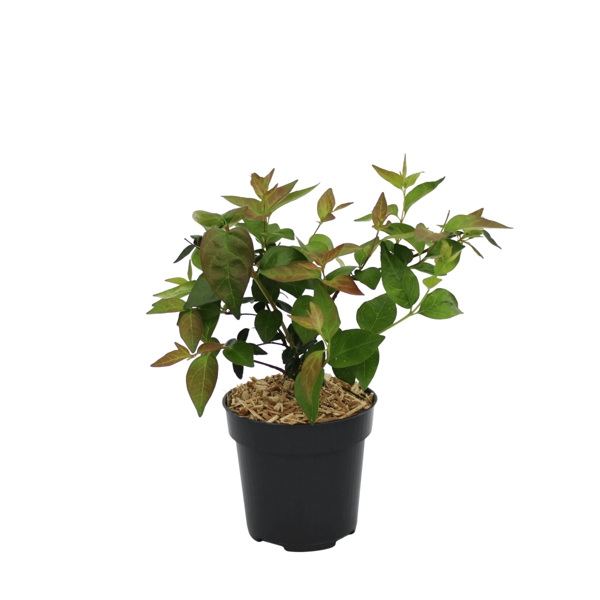 Abelia | Bloemen Young Plants