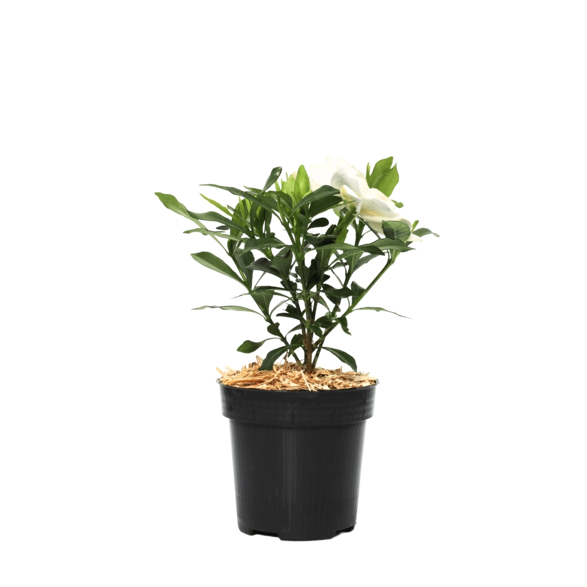 Gardenia Omriss
