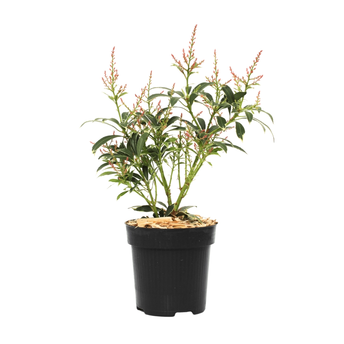 Pieris | Bloemen Young Plants