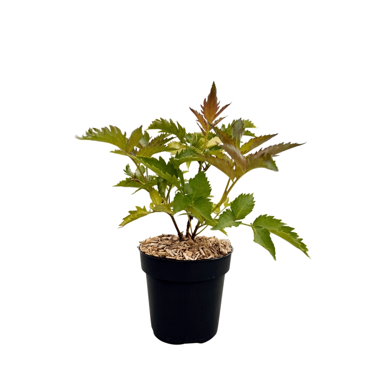 Sambucus | Bloemen Young Plants
